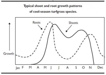 Clover in Your Lawn - PJC Organic