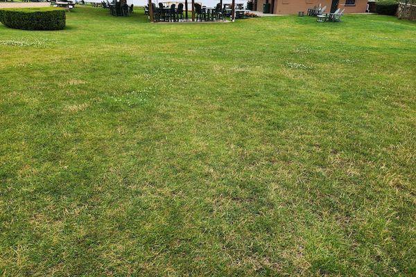 What is Red Thread? - PJC Organic